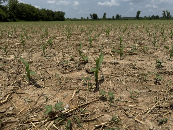 A-Maize-ing Farms unveils corn maze honoring ‘Jaws’ 50th anniversary ...