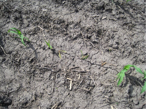 Conditions favorable for seedling disease in corn | | mayfield ...