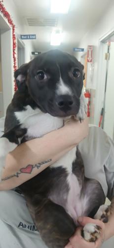 Mayfield-Graves County Animal Shelter February 2026 puppies | News ...