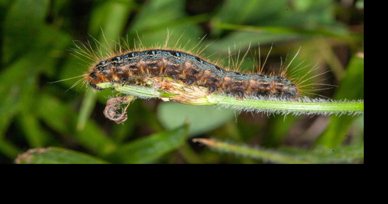Warm early spring means early Eastern tent caterpillar egg hatch | News ...