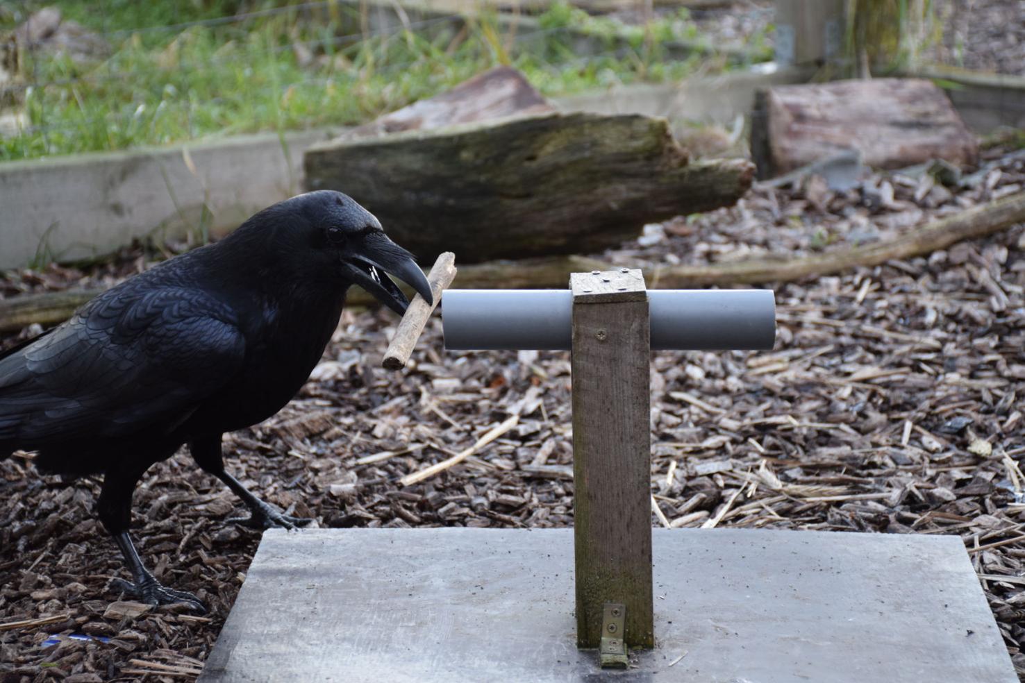 Study shows Ravens have complex reasoning skills