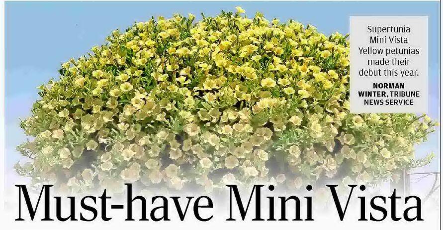 Must-have Mini Vista