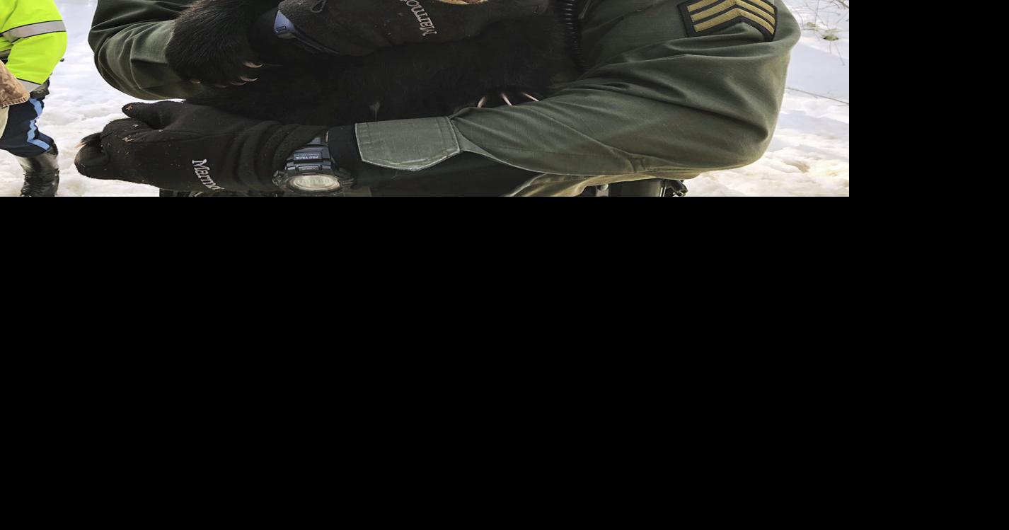 Moving day: Bear family living in Massachusetts highway median relocated