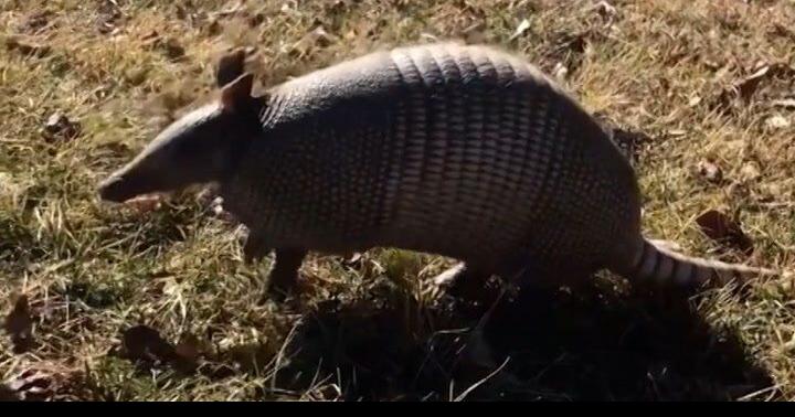 'Possum on the half shell: See an armadillo in North Carolina? The ...