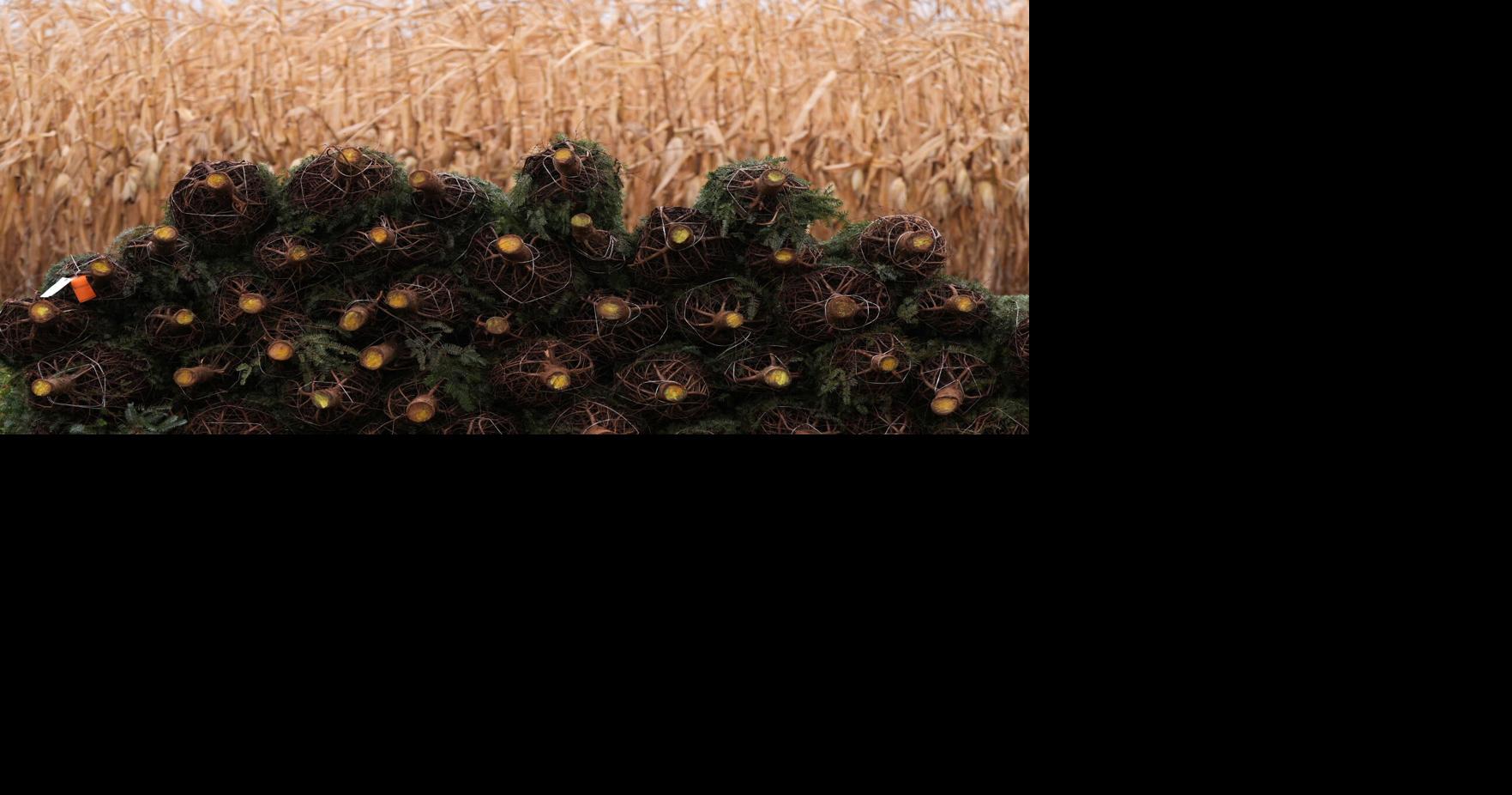 Christmas comes early for tree retailers