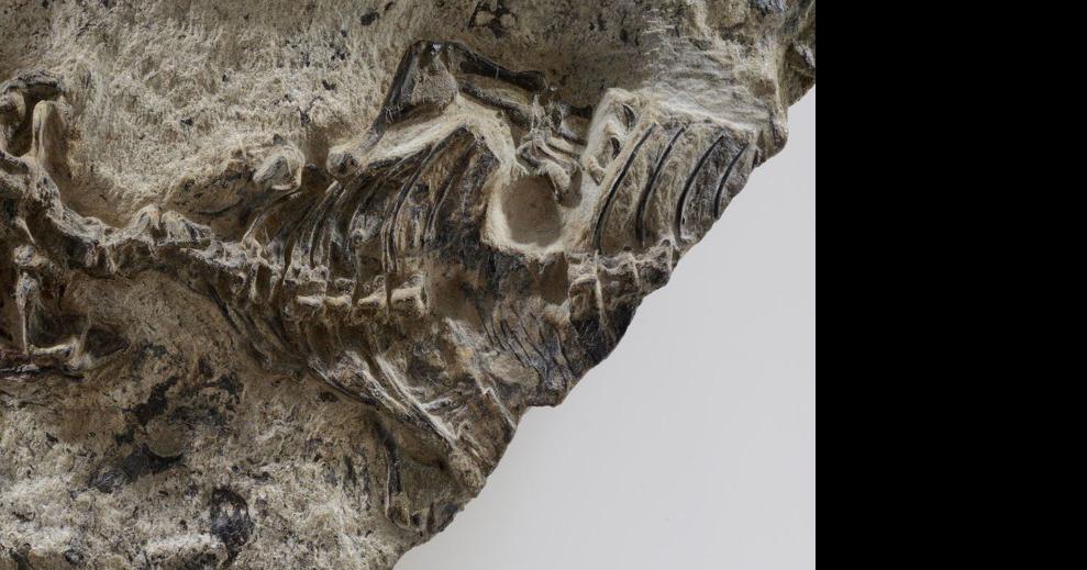 Scientists finally find the 240-million-year-old ‘mother of all lizards’