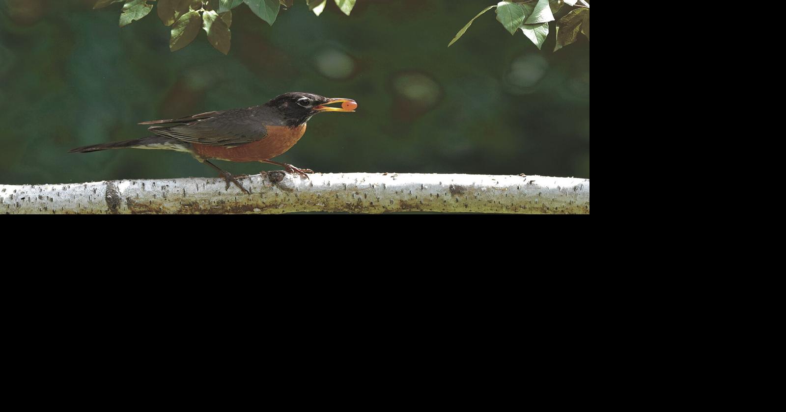 For the Birds: Robins signal spring's approach