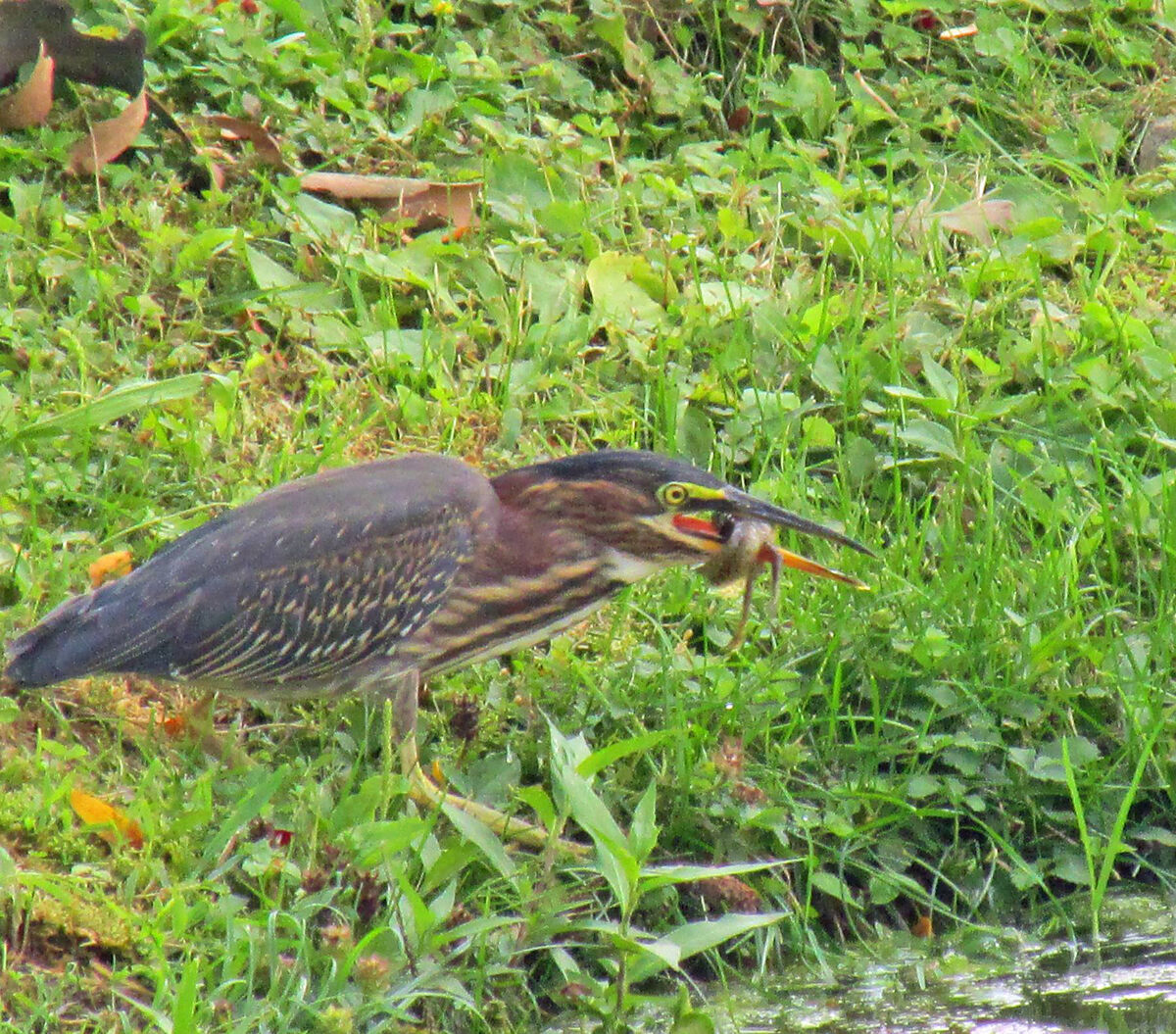 Green heron’s small size means the bird is often overlooked