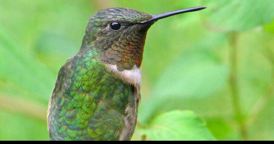 Hummingbird fall migration set to begin