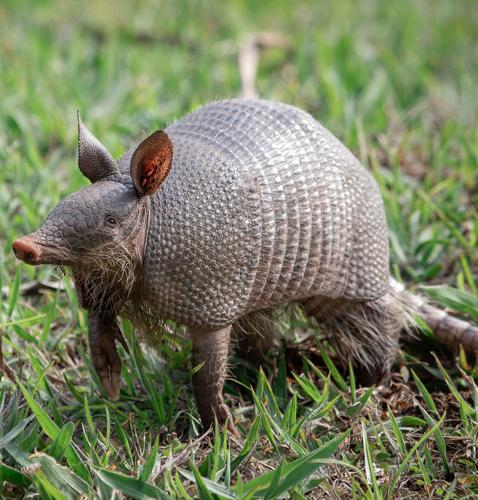 'Possum on the half shell: See an armadillo in North Carolina? The ...