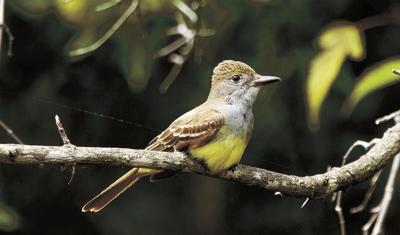 Great crested flycatchers select some interesting nest materials