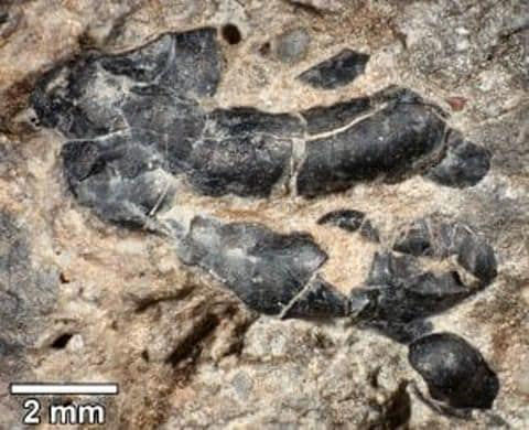 'Jurassic Park' put dino dung on the silver screen. Here's the real story.
