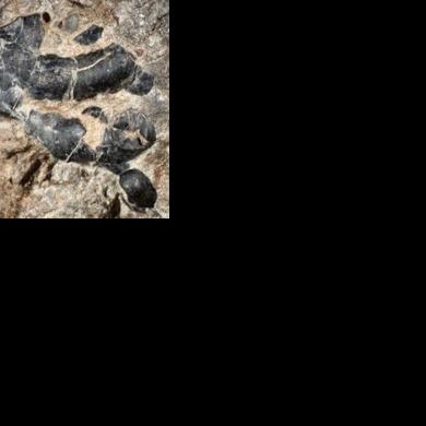 'Jurassic Park' put dino dung on the silver screen. Here's the real story.