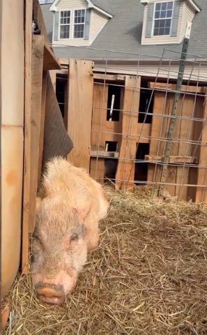 See the nearly 200 pigs pulled from Burke County home filled with feces ...