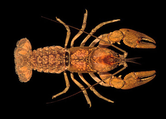 Only in North Carolina: Two new species of crayfish discovered