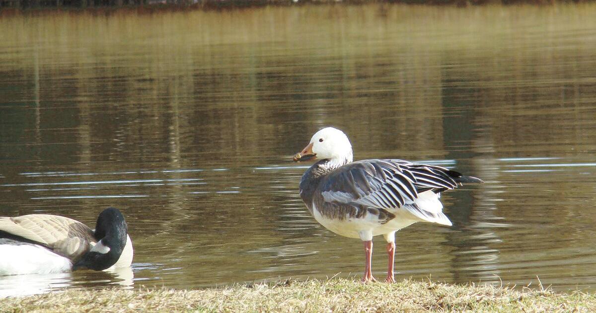 For the Birds: Unusual goose spotted visiting pond