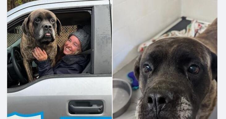 ‘Someone adopt this hot mess!’ 110-pound dog wins fans after Burke ...