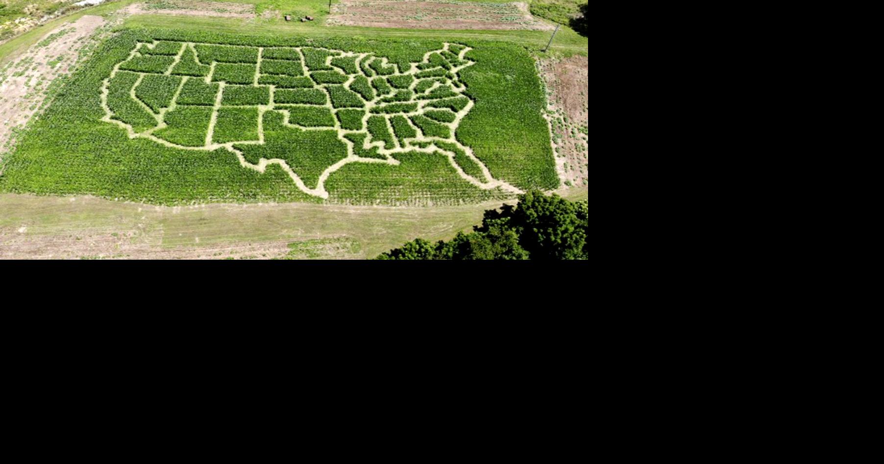 A corn maze in the shape of the United States opens in Bristol ...