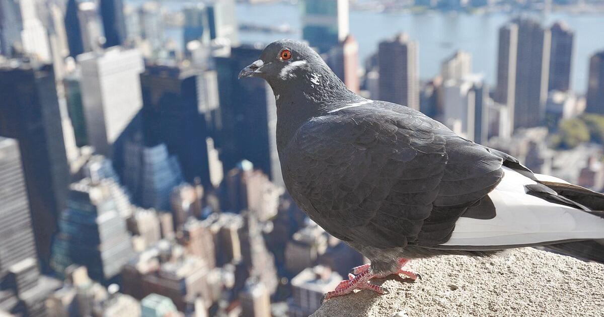 For the Birds: Big Apple visit 20 years ago offered many bird sightings