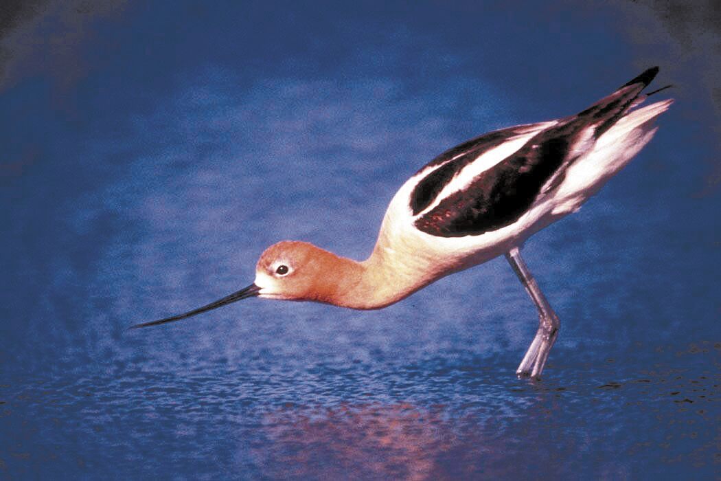 For the Birds: American avocets, ‘crazy’ cardinal dominate week of bird ...