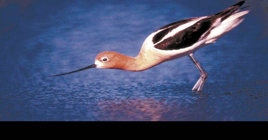 For the Birds: American avocets, ‘crazy’ cardinal dominate week of bird ...