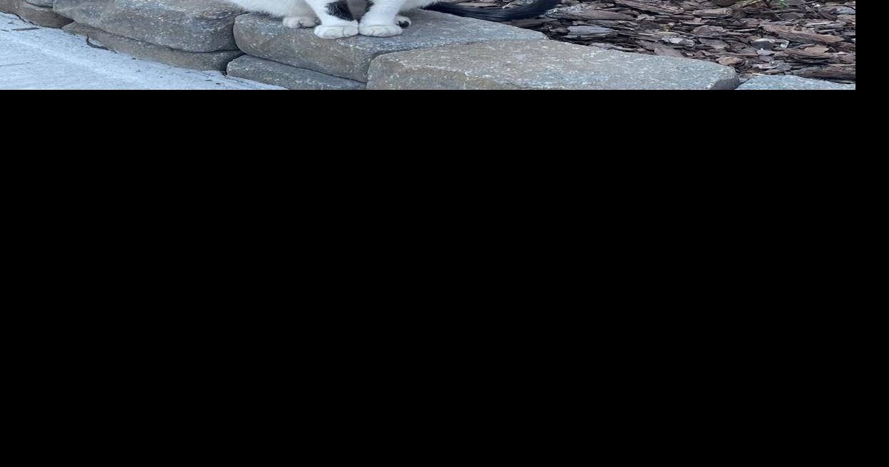 Mookie the cat is missing from the NC Transportation Museum