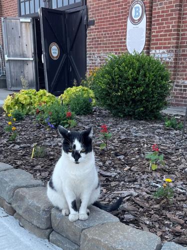 Mookie the cat is missing from the NC Transportation Museum