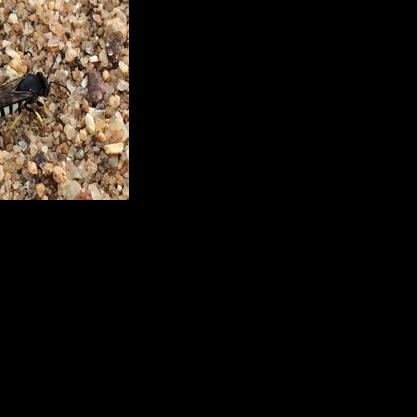 Ground-dwelling wasps buzz Marion's parks