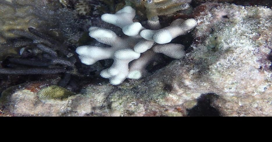 Florida Keys coral reefs are already bleaching as water temperatures ...
