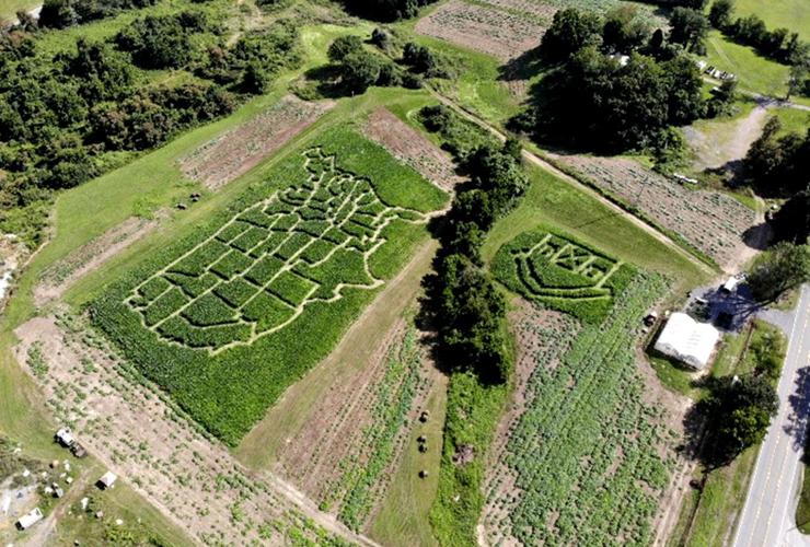 A corn maze in the shape of the United States opens in Bristol ...