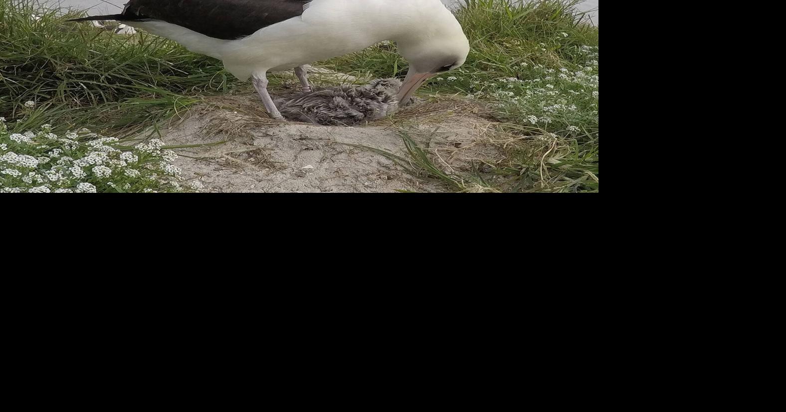 For the Birds: Albatross known as Wisdom returns again to Midway Atoll