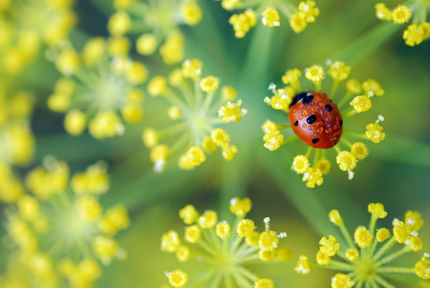 Pike Nurseries to give away four million ladybugs during annual Ladybug ...