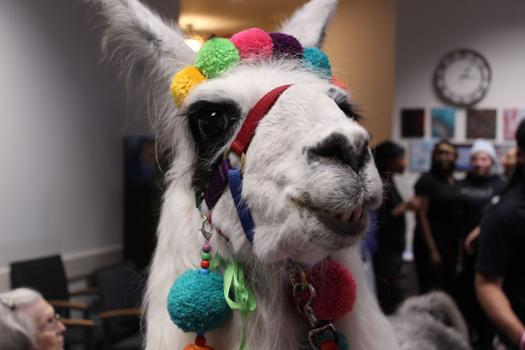 Emotional Support Llama Bring Smiles at Acworth Senior Community ...