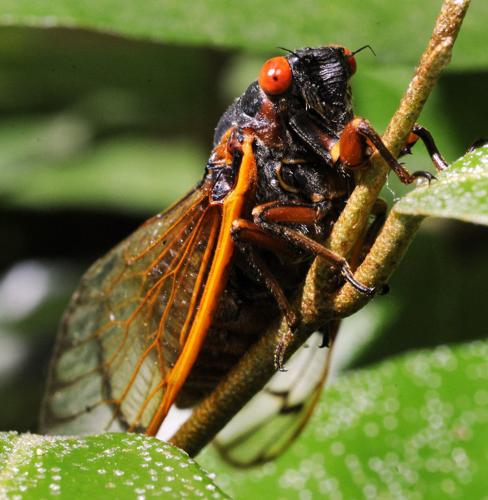13-year cicadas return in full swing | National News | mdjonline.com