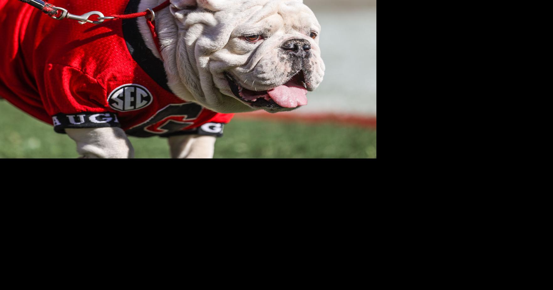 Seiler family adjusts to maintain health of Uga bloodline | Sports ...