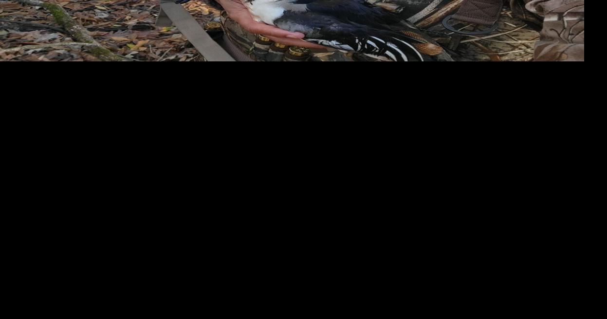 Migratory bird hunting dates and regulations approved for 2023-2024 ...