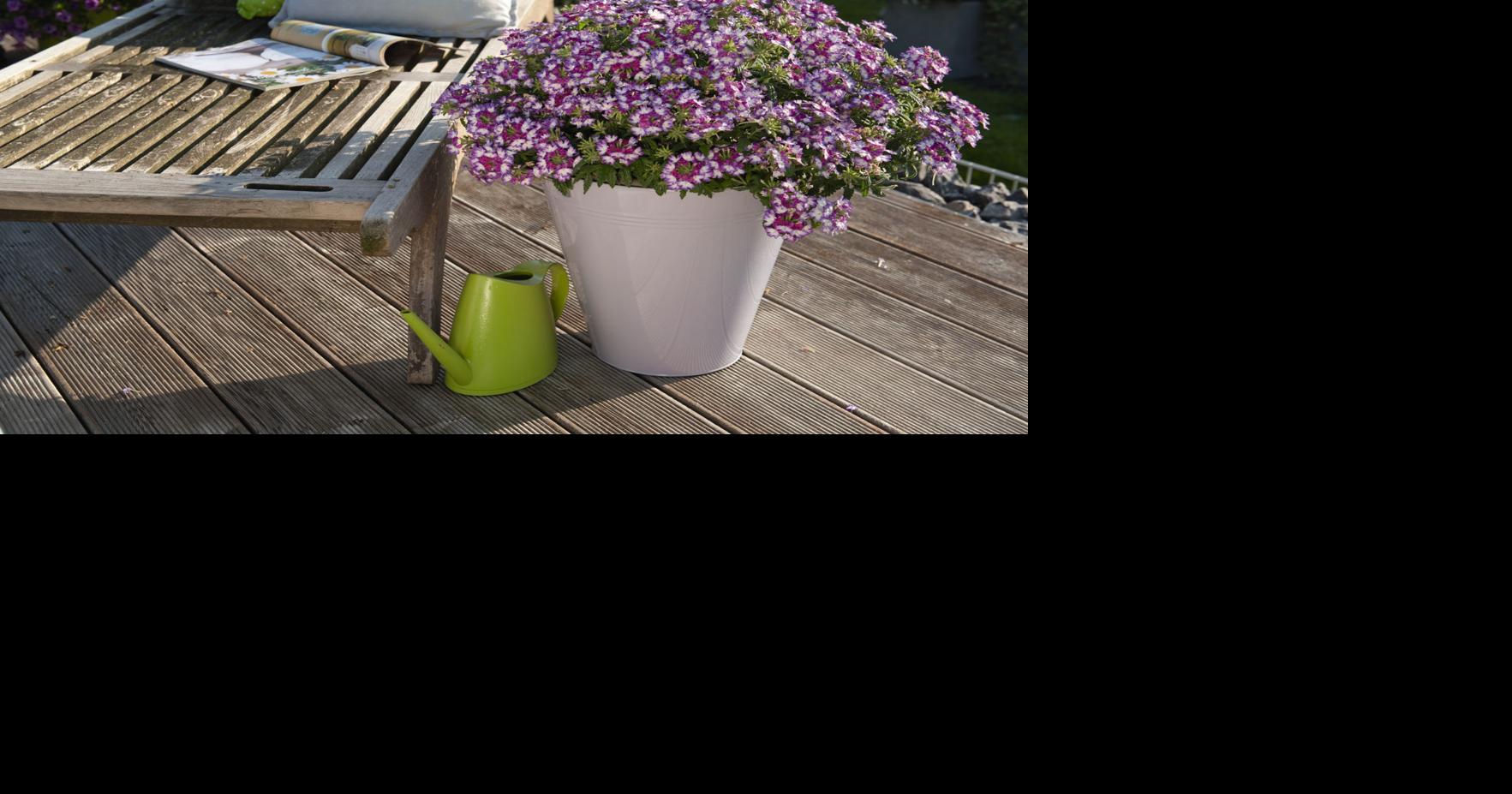 Pike Nurseries preps for sizzling summer with heat-loving plants ...