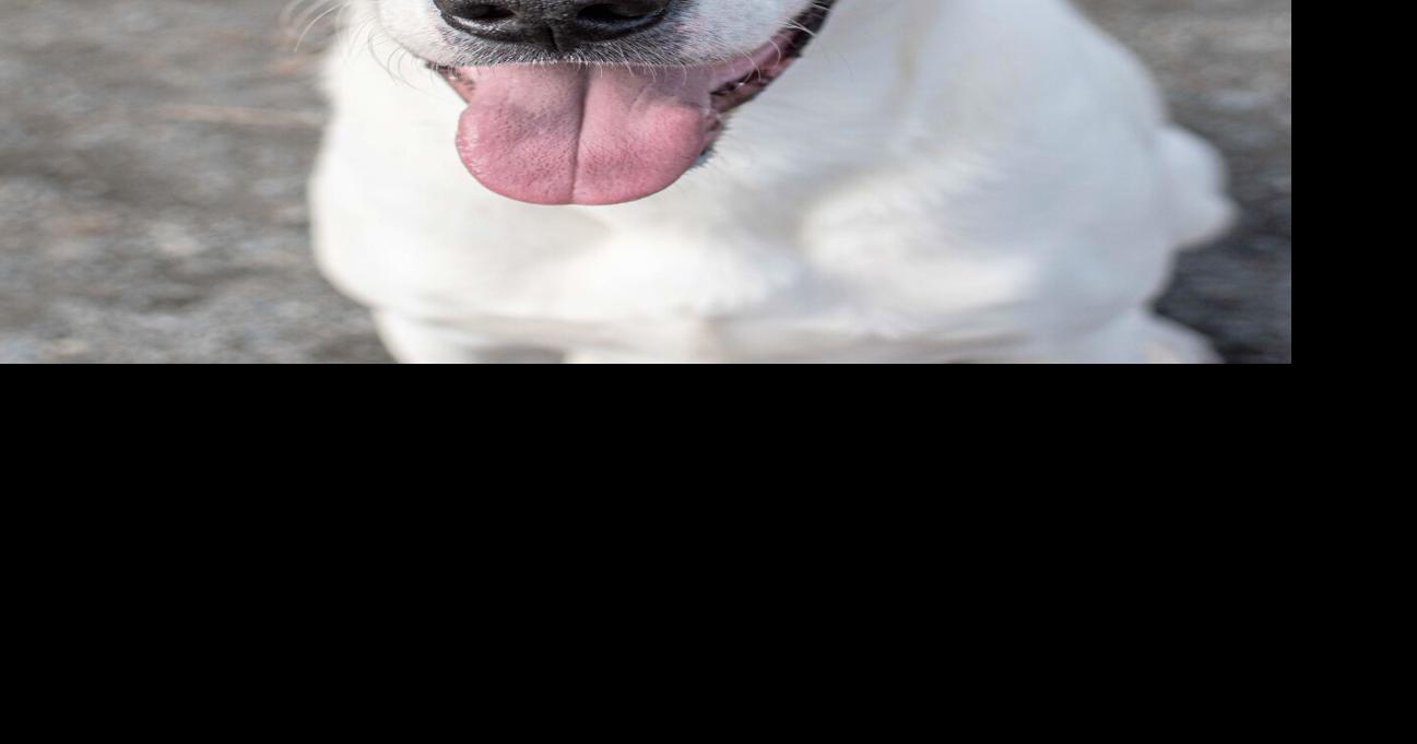 Pet Adoption Spotlight: Roman | Neighbor Newspapers | mdjonline.com