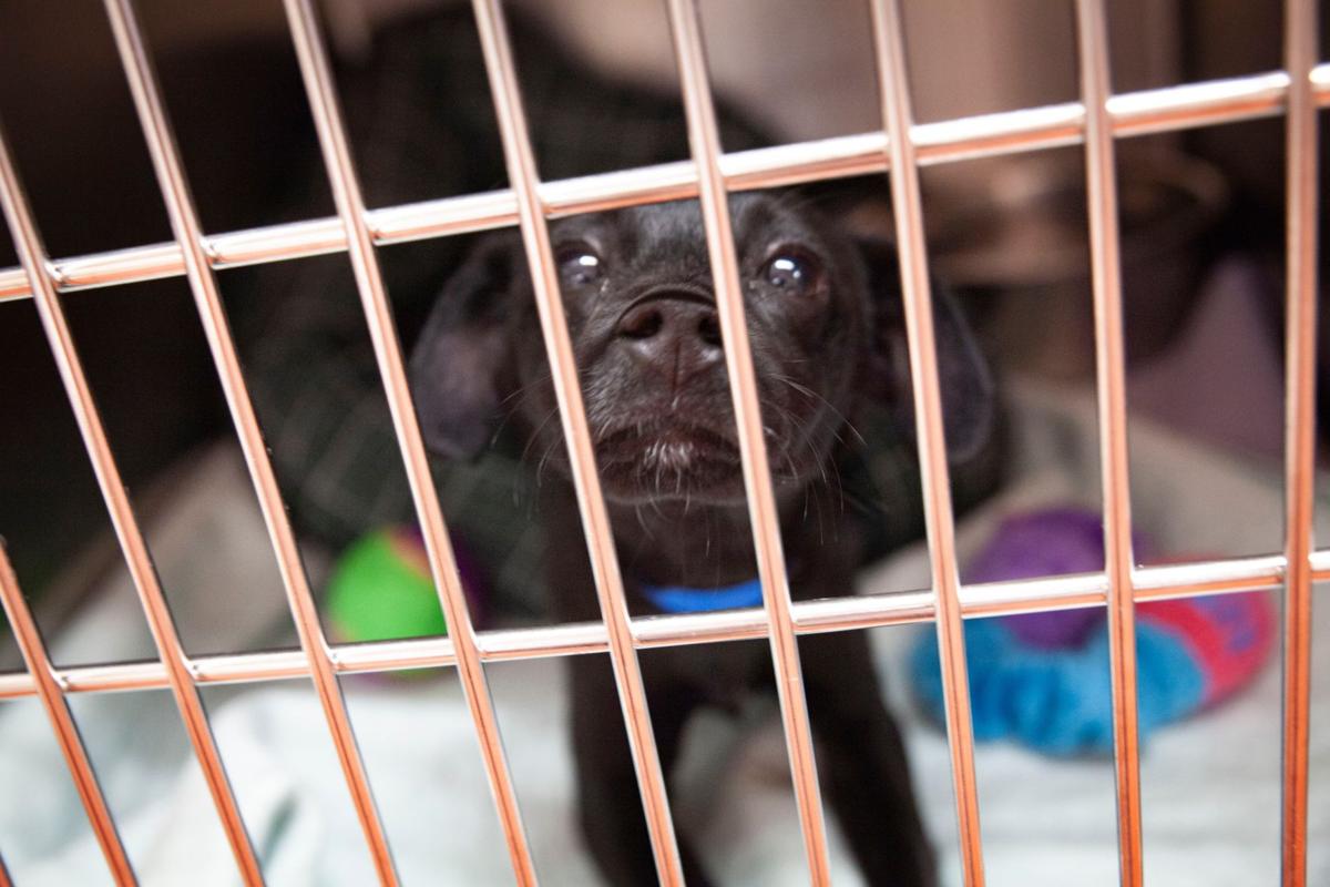 Cobb animal shelter has reopened | News | mdjonline.com