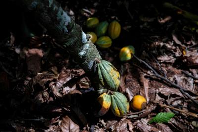 Ivory Coast will buy unsold cocoa stocks as prices plunge | National ...