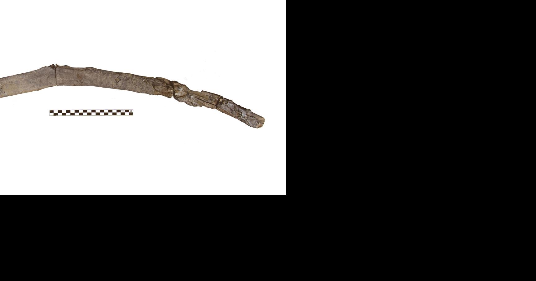 Scientists recover the oldest wooden tools from a site in Greece ...