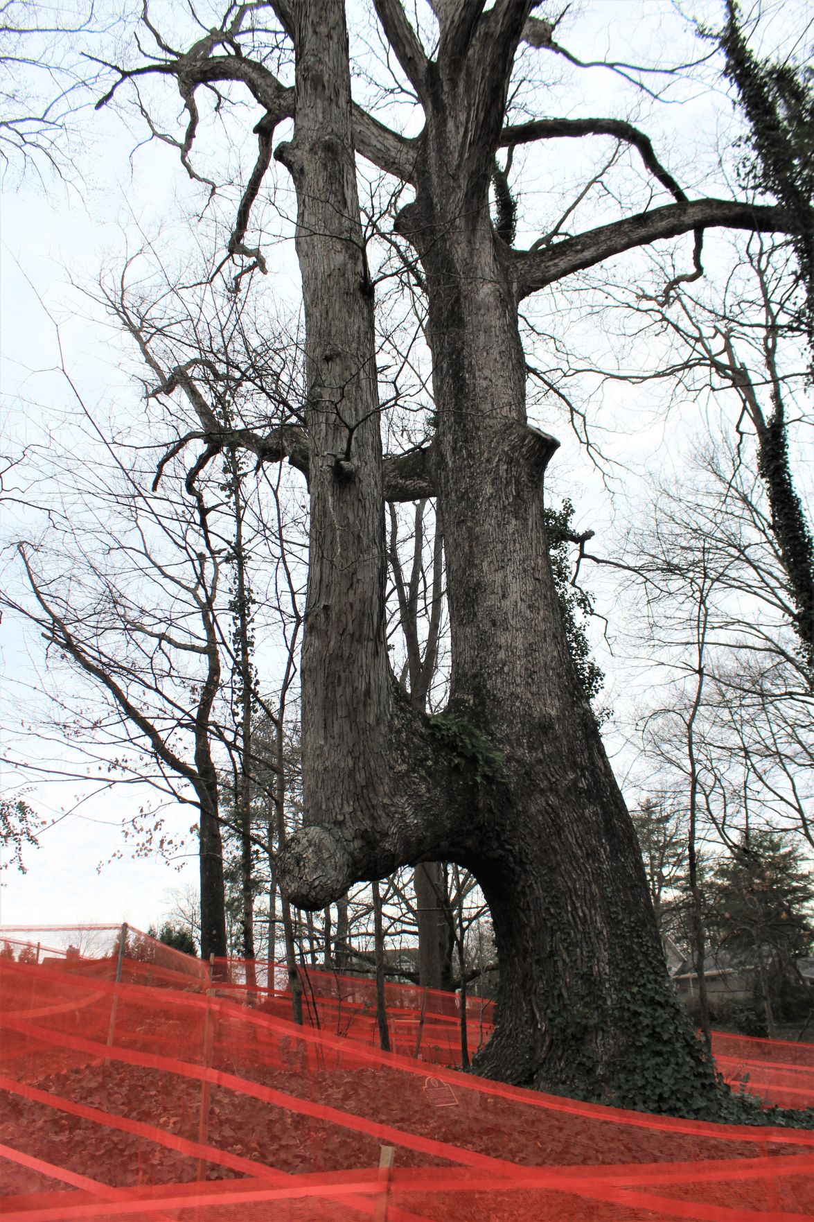 New homes underway around historic Marietta tree | News | mdjonline.com
