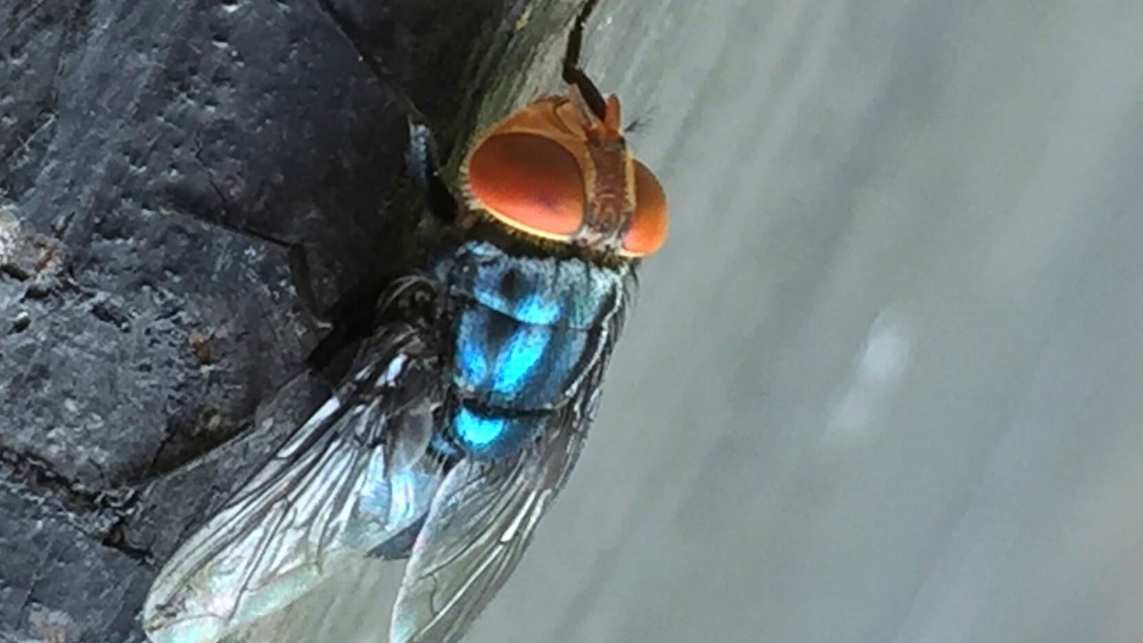 A screwworm fly that bedeviled cattle ranchers decades ago has returned ...