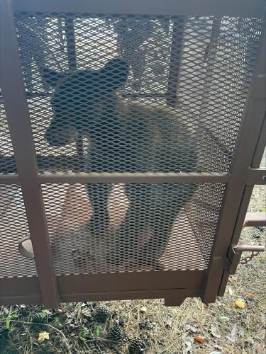 Bear Cub Captured Near Dobbins | Local News | mdjonline.com
