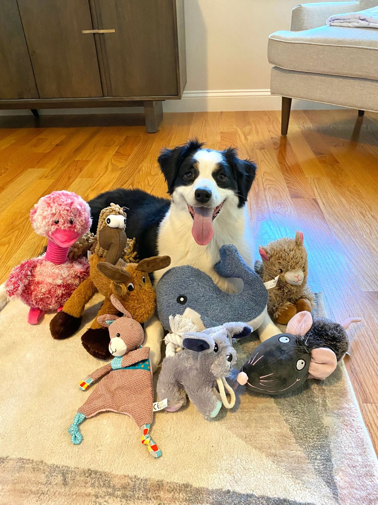Some gifted dogs can learn new toy names by eavesdropping on owners ...