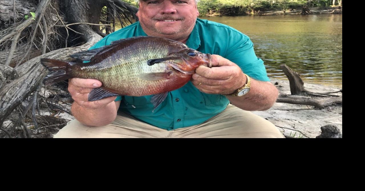 New state record redbreast sunfish caught on Satilla River | Briefs ...