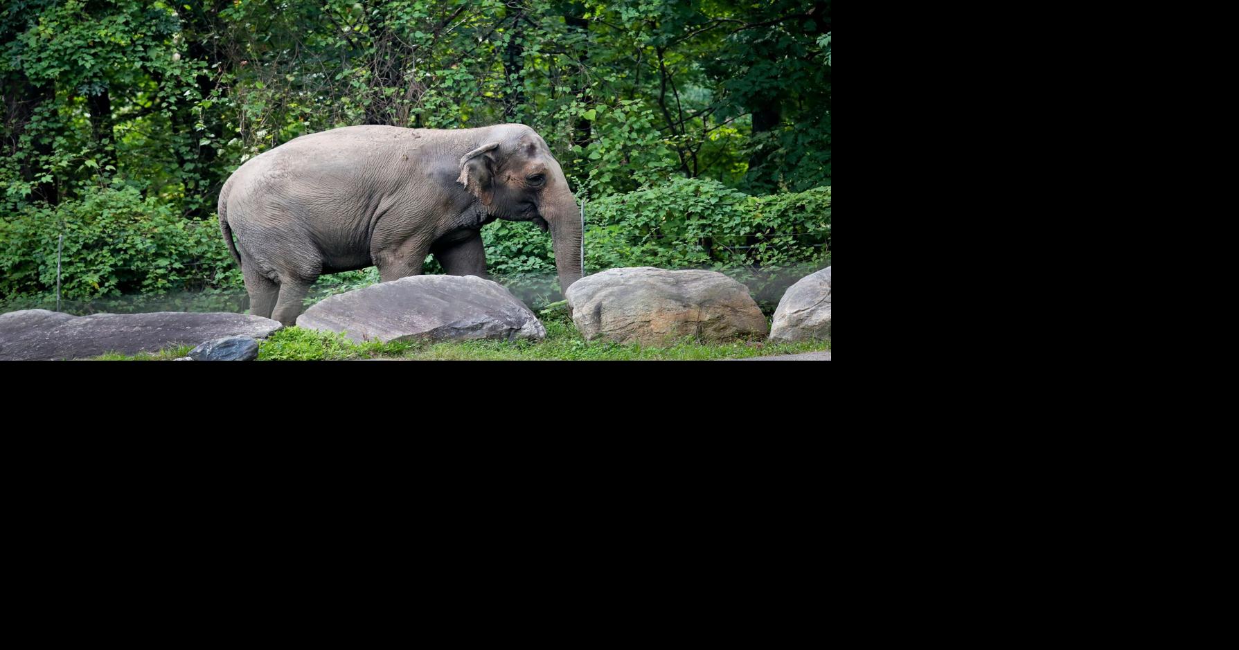 Happy, who taught researchers that elephants can recognize themselves ...