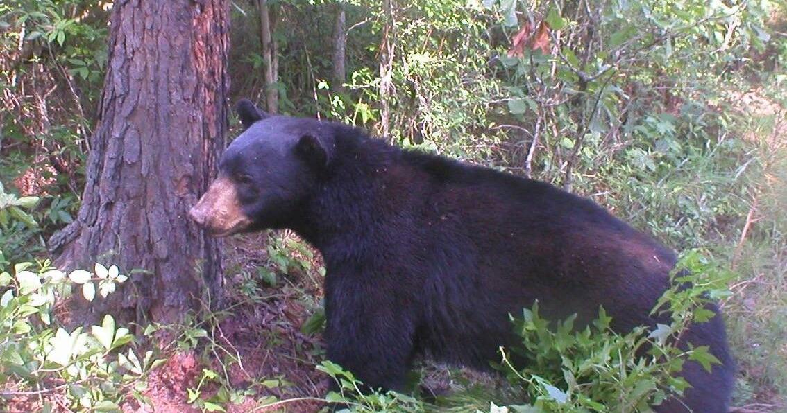 Have a plan for Outdoor Adventures? Plan to be Bearwise too | Lifestyle ...