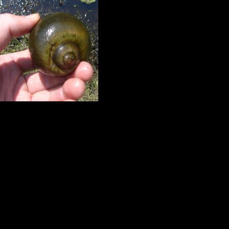 Invasive Snails Can Harm Environment and Your Health | Lifestyle ...