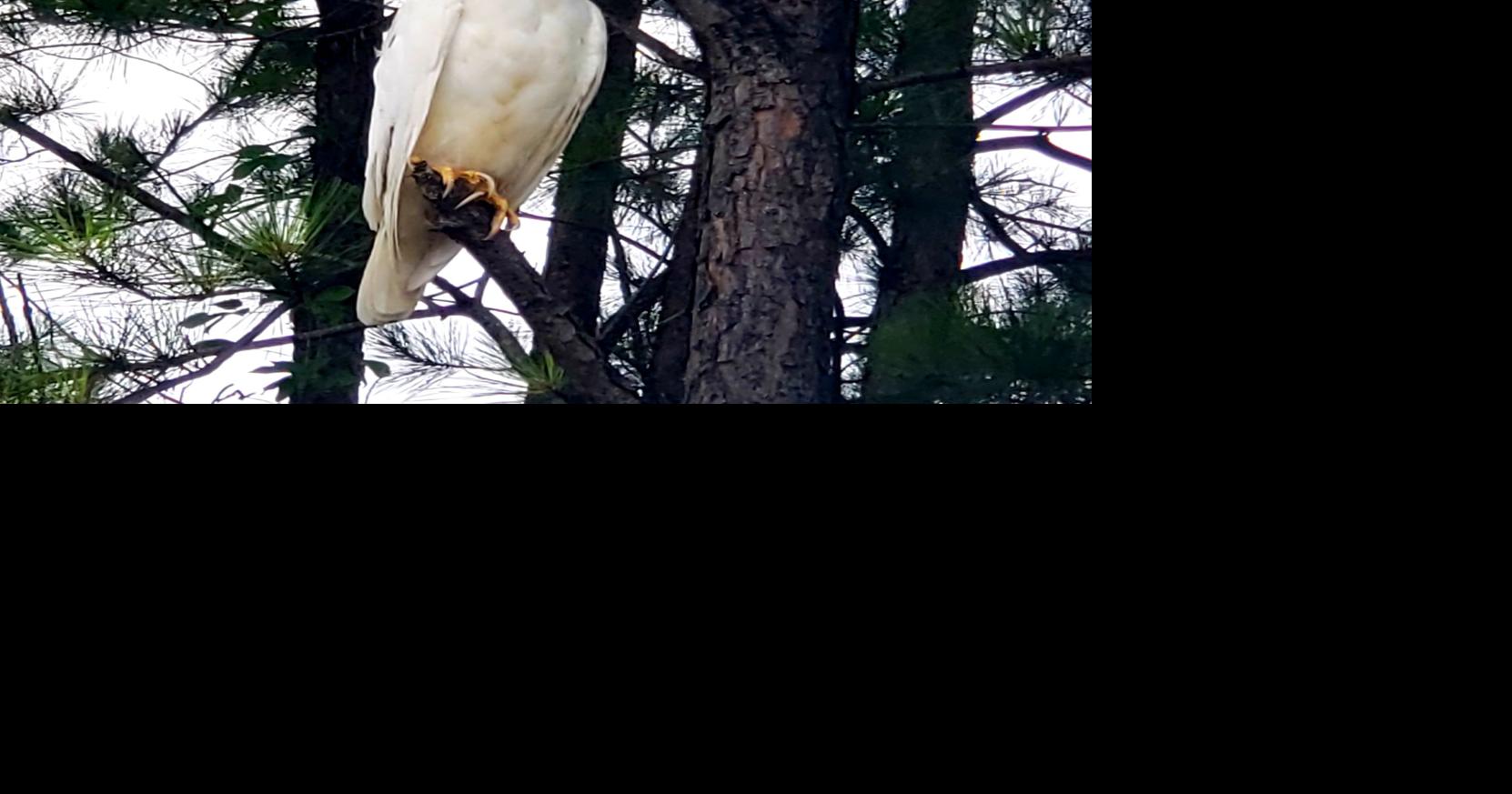 Cobb mother, son spot rare bird, send social media aflutter | News ...